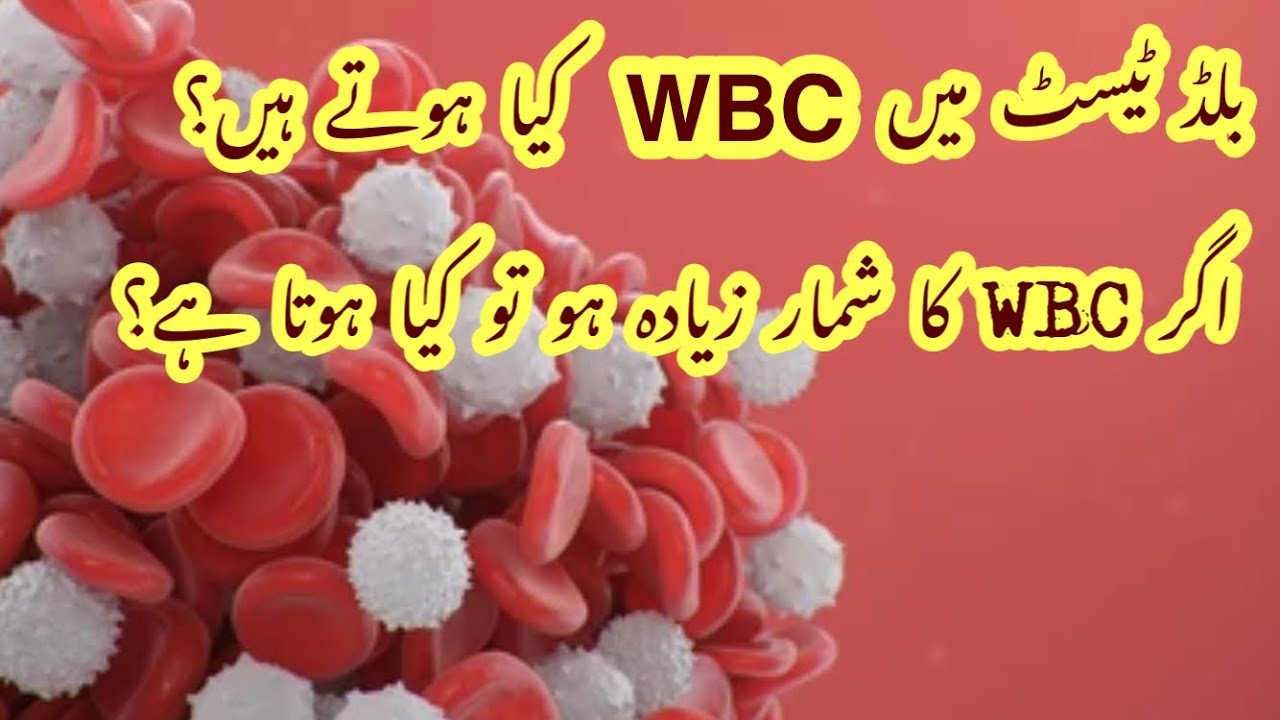 What Is WBC Count In CBC Test In Urdu White Blood Count WBC In Urdu High White Blood Count what-is-wbc-count-in-cbc-test-in-urdu-white-blood-count-wbc-in-urdu-high-white-blood-count