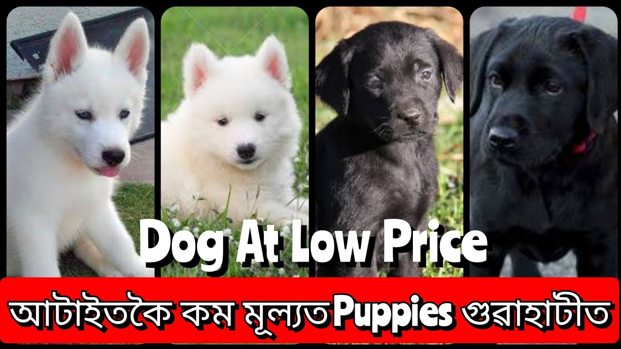 Dog market and Wholesale Dog seller in Guwahati 💙🥰 Assam and North East ...