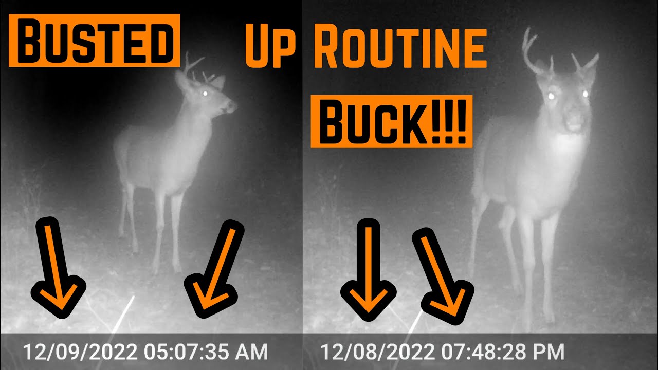 CAUGHT A Busted Up BUCK On Daily ROUTINE!!! - YouTube