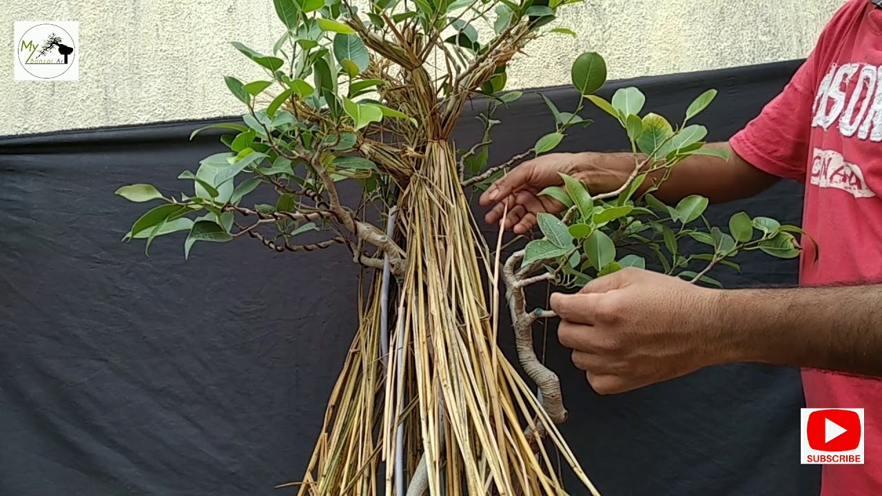 Let's grow aerial root - YouTube