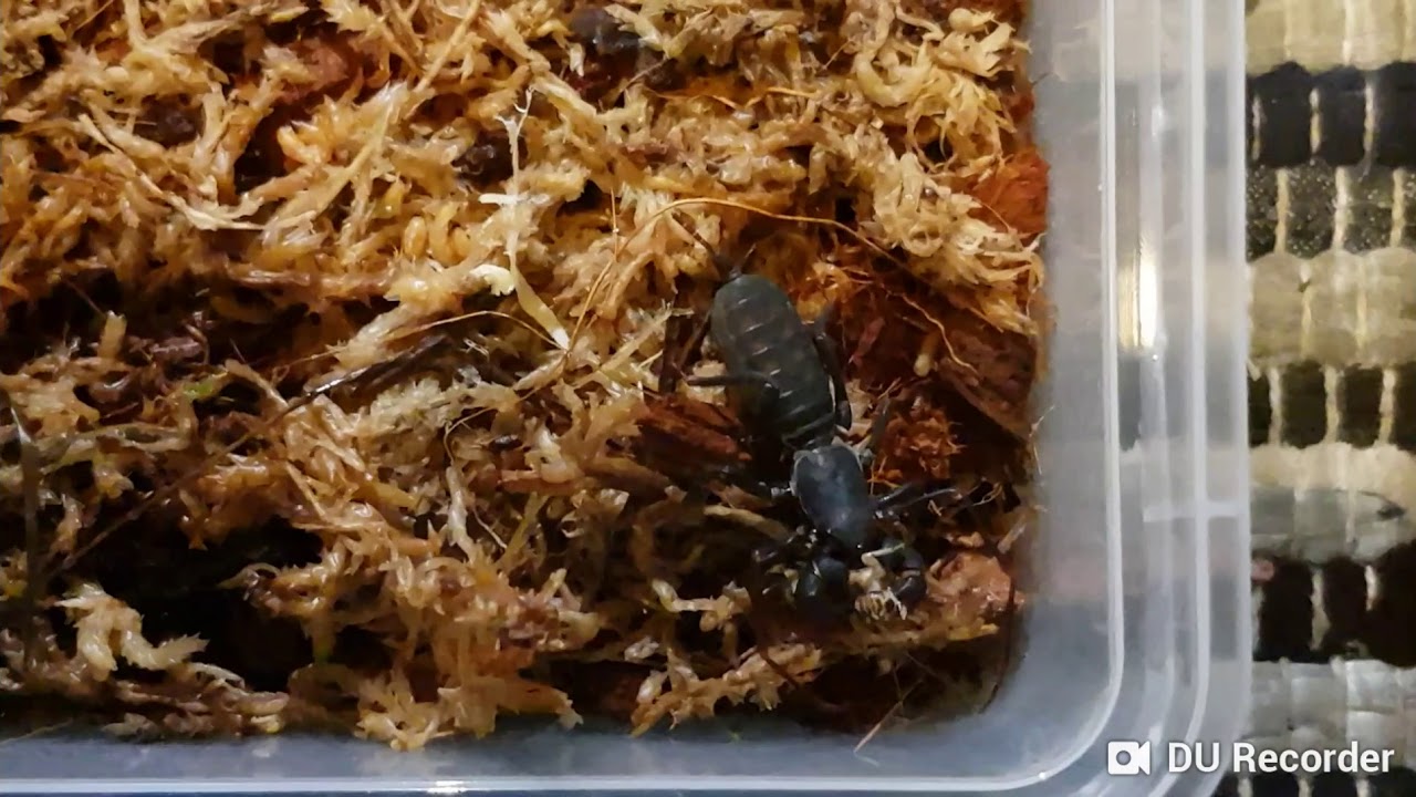 Thelyphonus sp Java/Red back Vinegaroon - YouTube