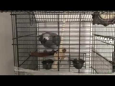 HALAY ÇEKEN JAKO PAPAĞANI(PARROT DANCİNG)