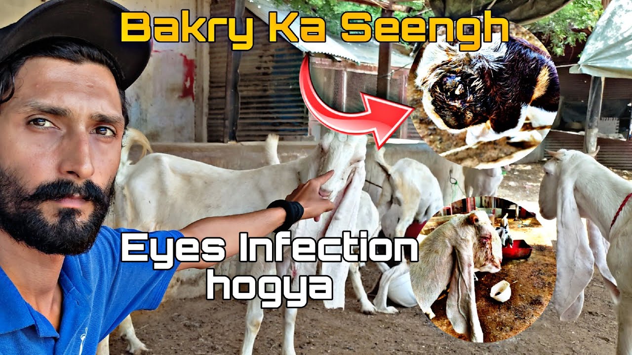 Bakron ki Qurbani Kyun nhi ki Eid Par | Eyes Infection hogya Janwaron ...