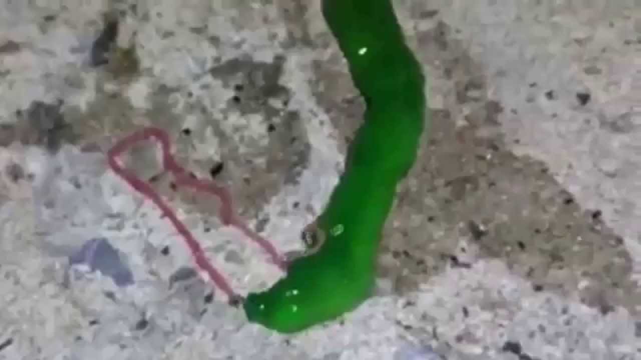 Mysterious Green 'Slime Snake' Identified! - YouTube