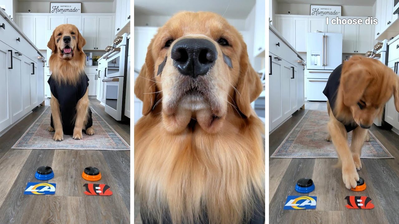 My Dog Predicts the Super Bowl - YouTube