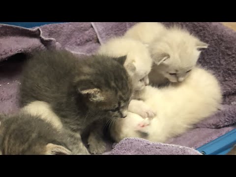 Kitty Kam - YouTube