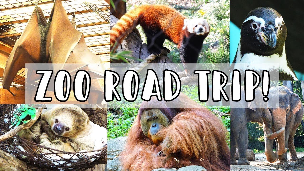 5 Zoo's in 4 Days! // Zoo Road Trip vlog! - YouTube