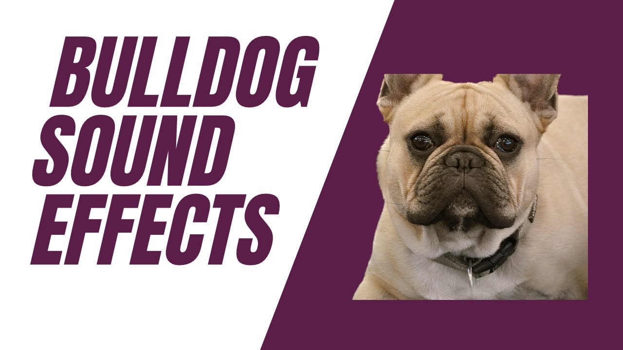 Dog Sound Effect {Bulldog} - YouTube