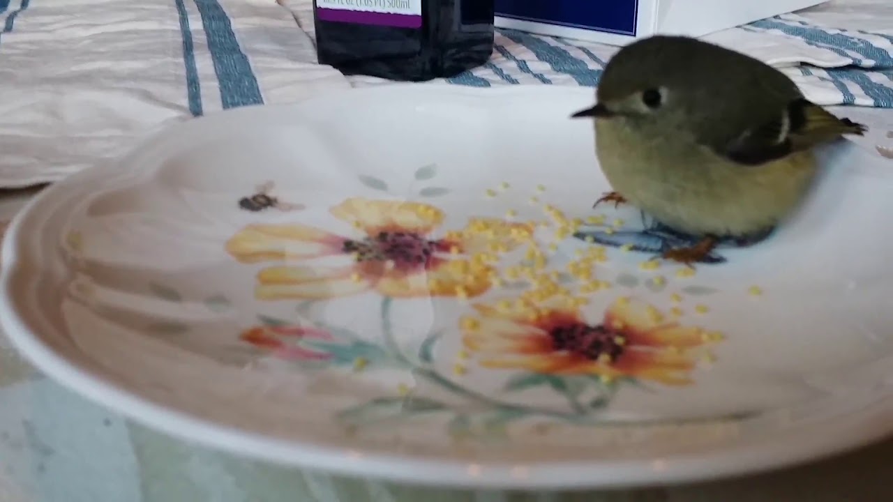 bird crashes into window - YouTube