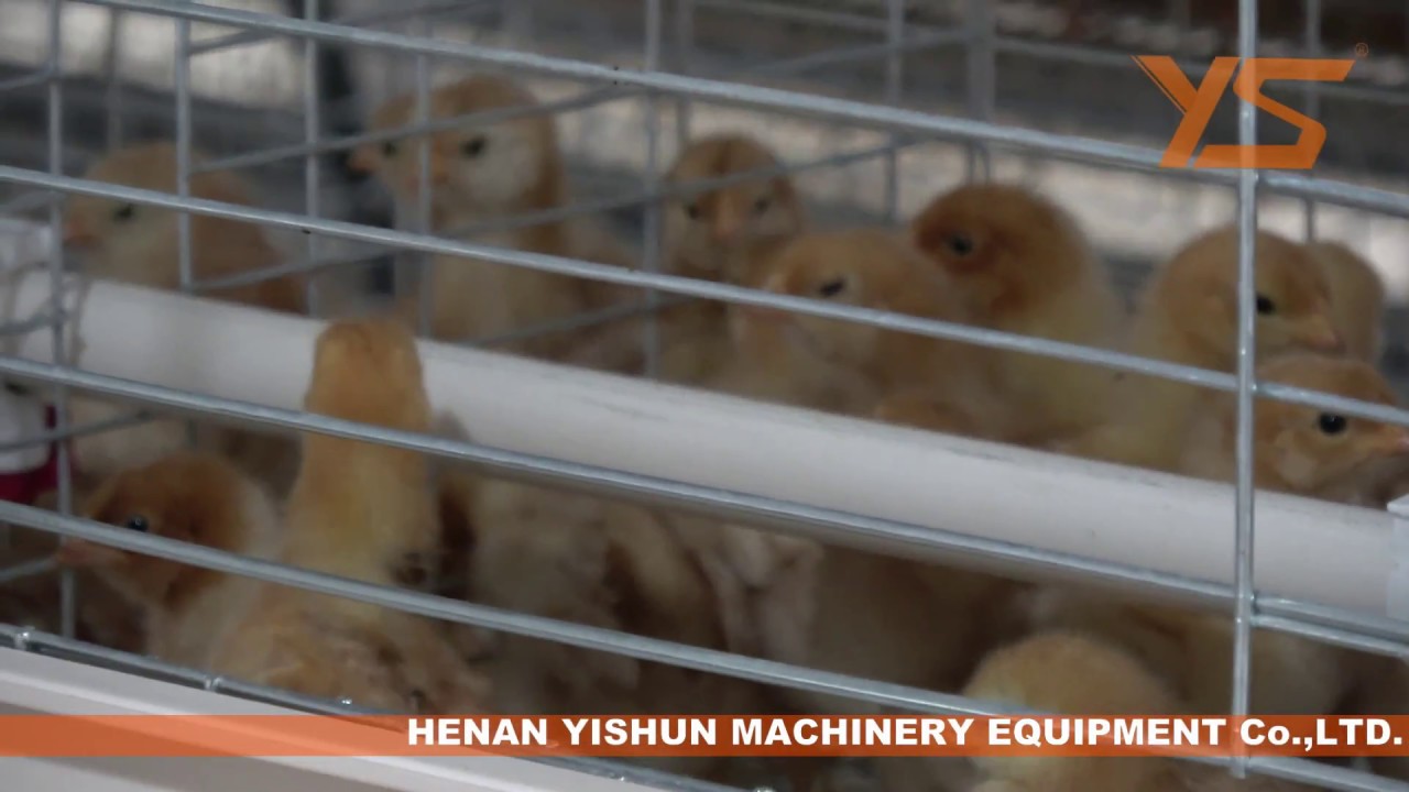 chick farm rearing for layers fully automatic pullet farm - YouTube