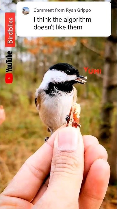 I think the ALGORITHM DOESN'T LIKE them - YouTube