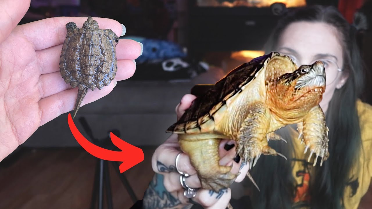 He GREW. Now what?.. SNAPPING TURTLE POND (in my living room) - YouTube