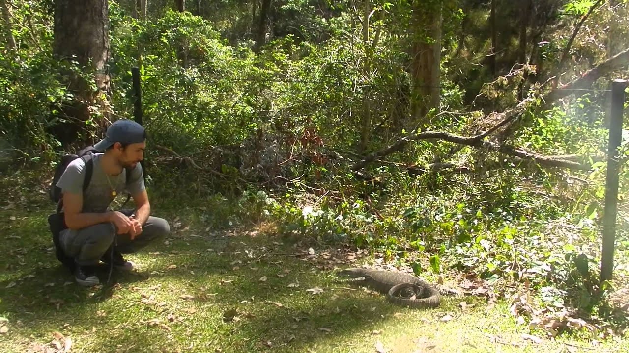 commodore lizard reaction - YouTube