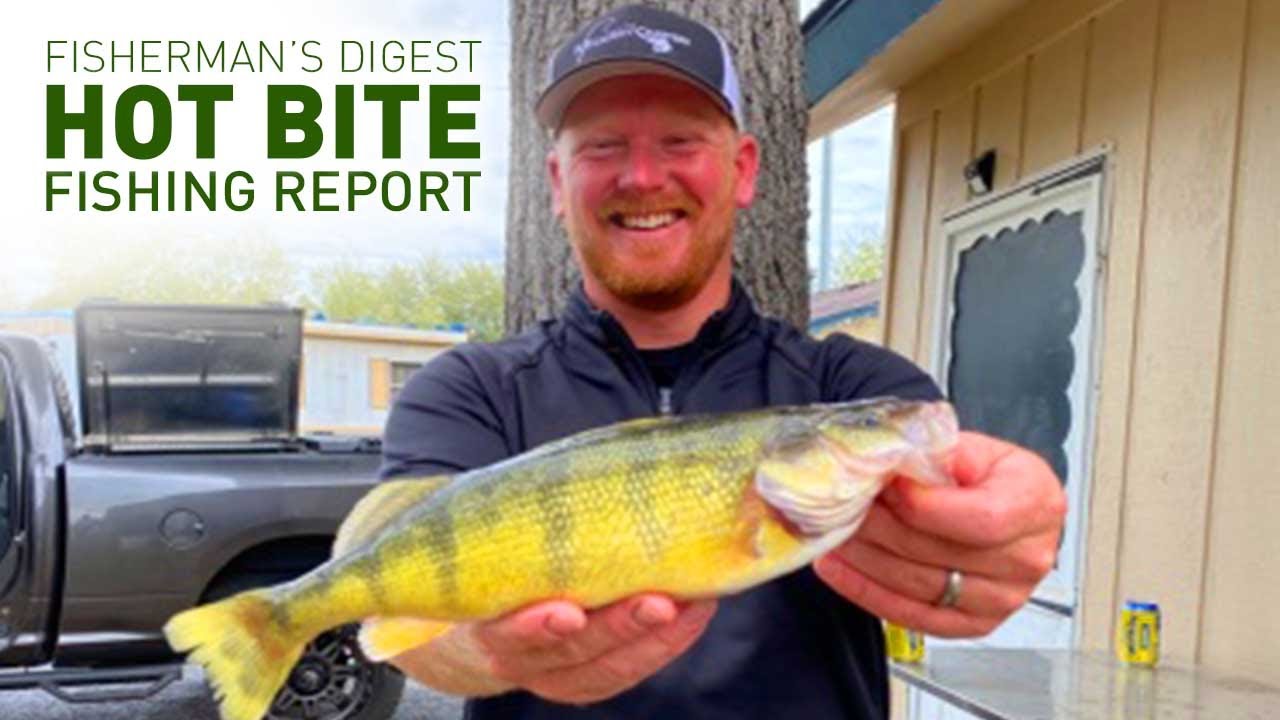 Perch Fishing Reports and More!! - Hot Bite Fishing Report - Sept 24th ...