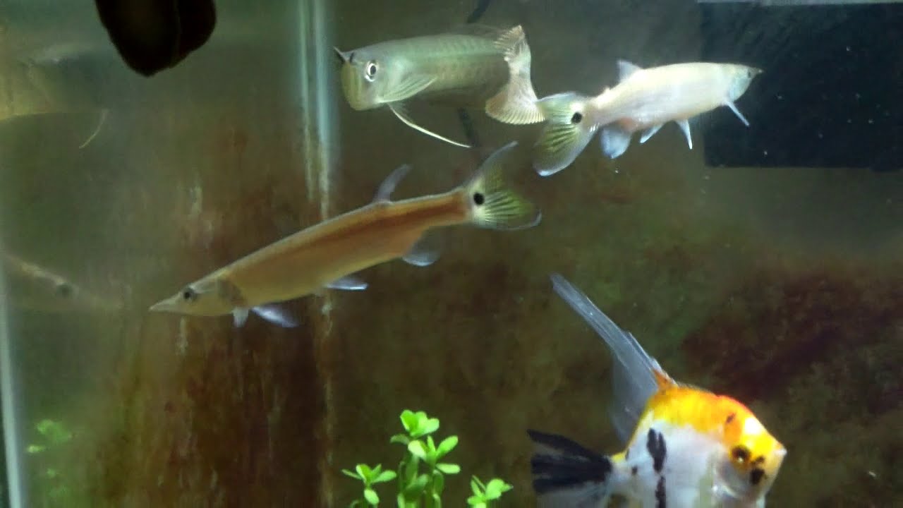 Arowana, Baracuda, Angelfish Tank. Planted predator tank. 6-6-2015 ...