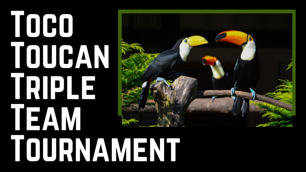Toco Toucan Triple Team Reveal!! - YouTube