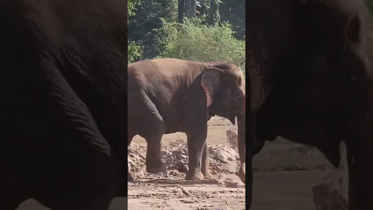 Drunken elephants are all pools - YouTube
