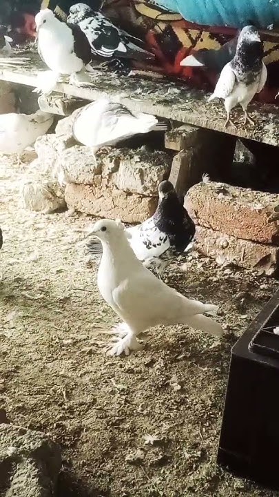 Yahoo pigeon cherry pigeons - YouTube