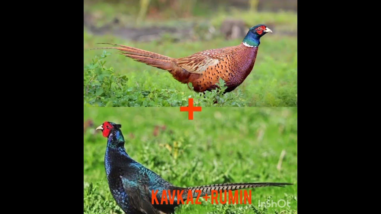 #birds #pheasants #gibrid - YouTube