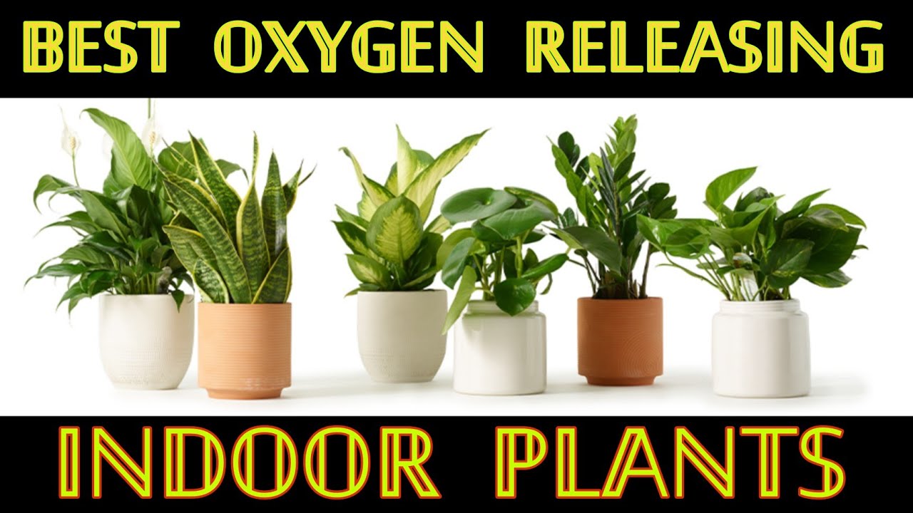 Best Oxygen Releasing Indoor Plants at Brayden Woodd blog
