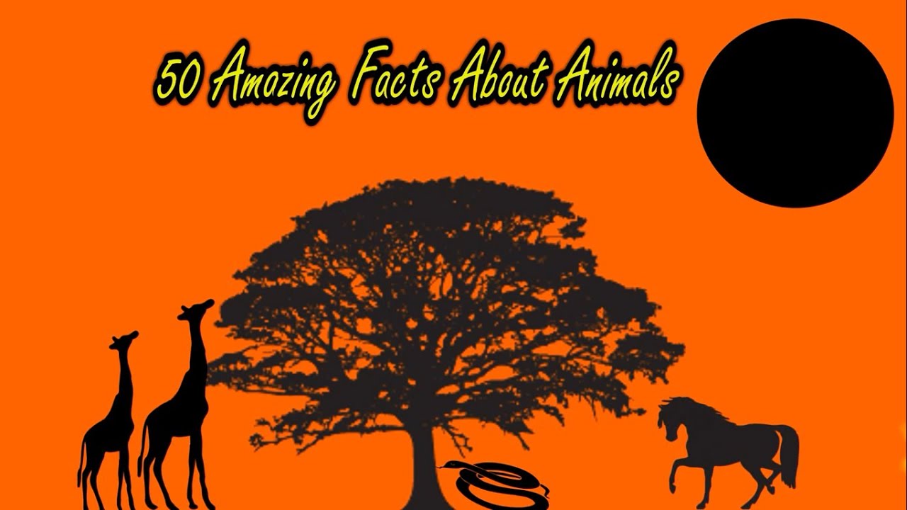 50 Amazing Facts About Animals YouTube 50-amazing-facts-about-animals-youtube