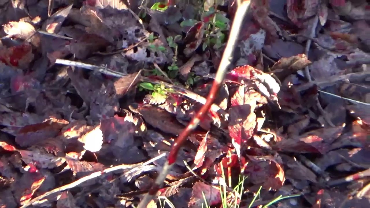 How much damage does a 30-06 do?? - YouTube