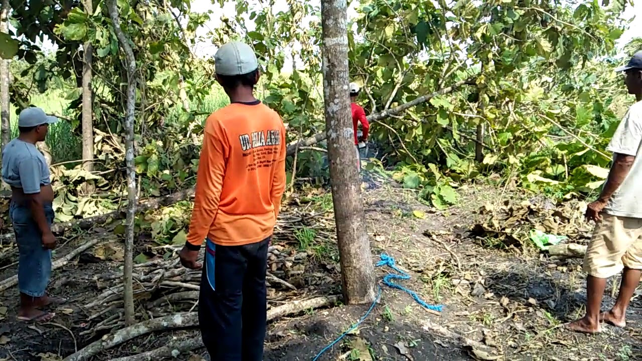 Kayu jati bojonegoro pak yudi pipil - YouTube