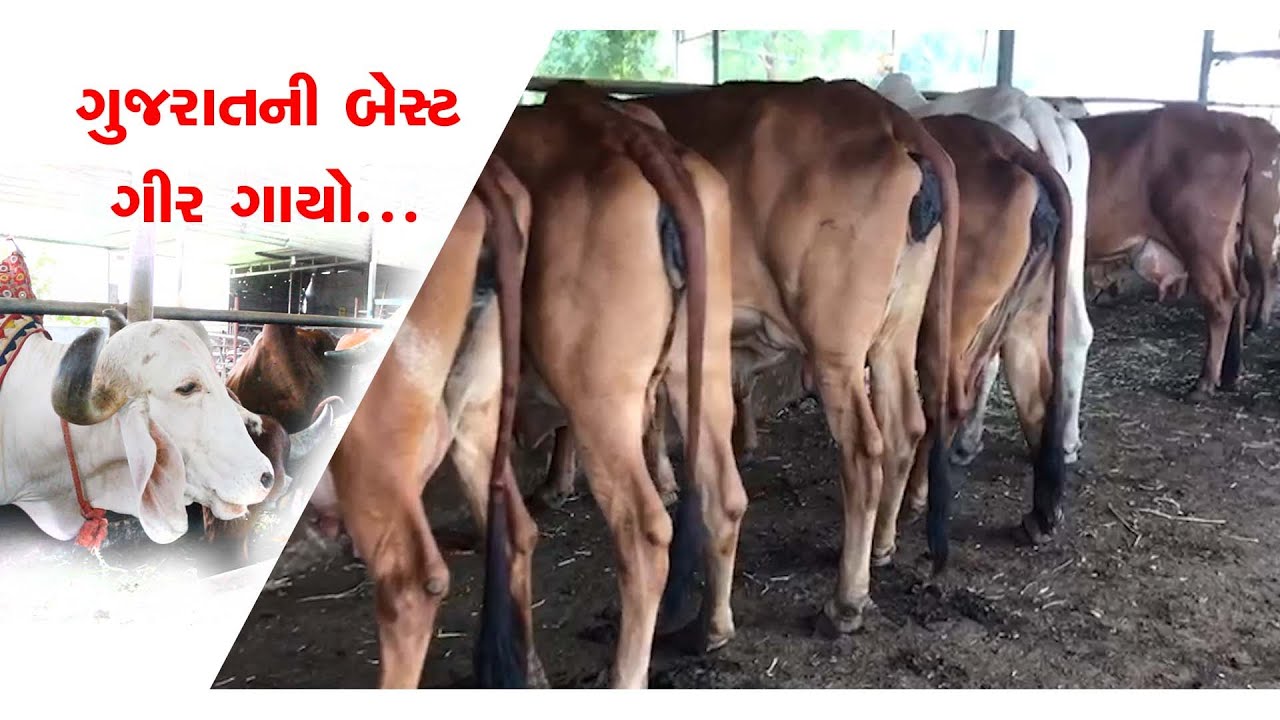 Best Gir Cows of Gujarat || ગુજરાતની બેસ્ટ ગીર ગાયો... || Gaushala ...