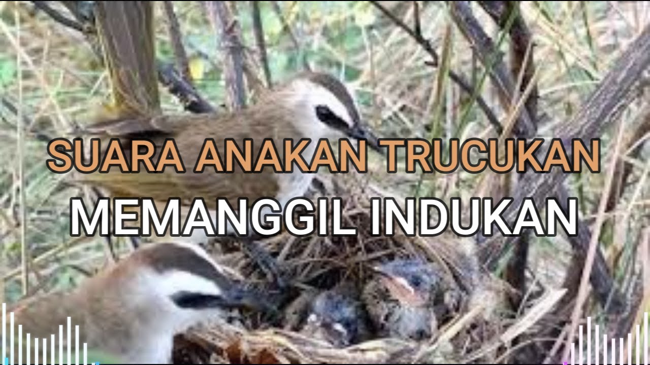 SUARA ANAKAN TRUCUKAN MEMANGGIL INDUKAN - YouTube