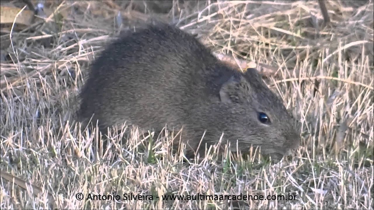 Cavia aperea, Pr Brava- Punta del Este-UY 23 6 2015 Antonio Silveira ...