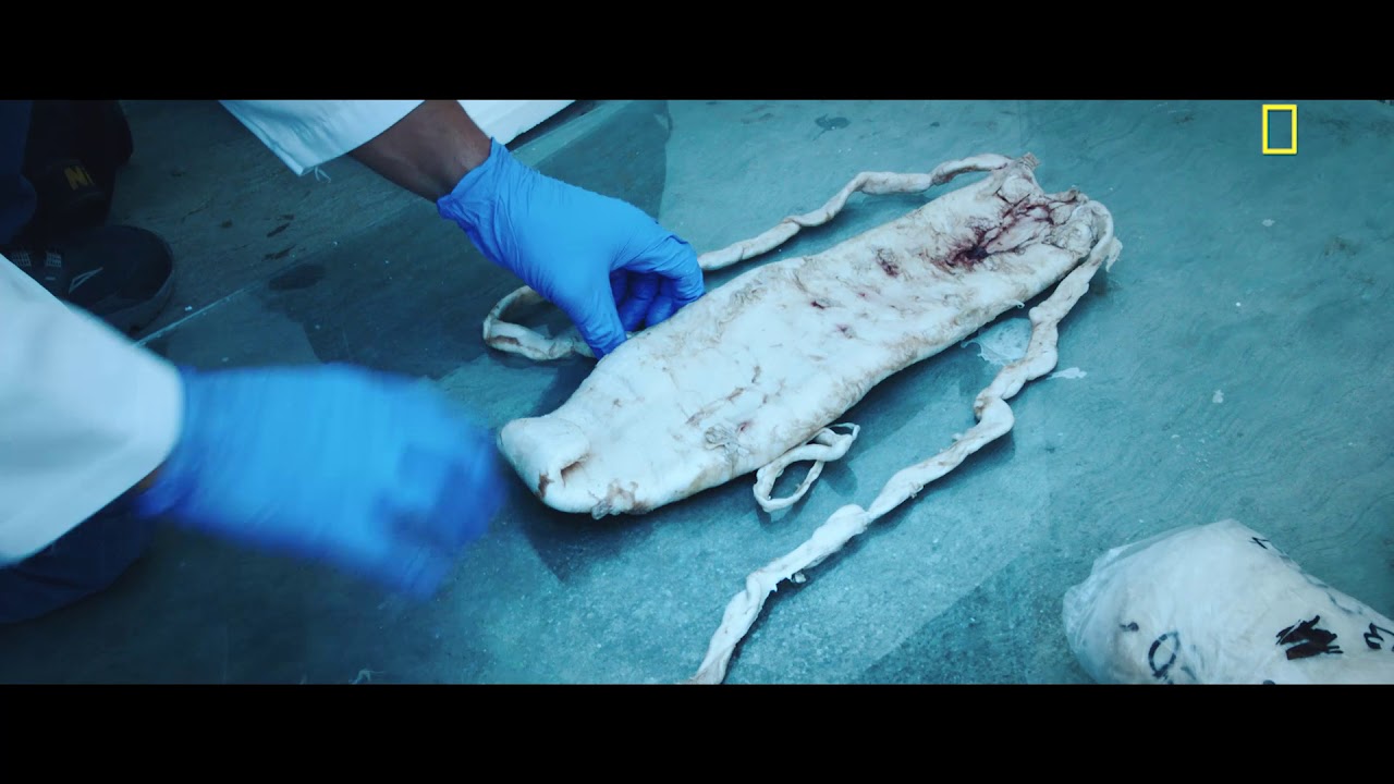 Sea of Shadows clip: Totoaba swim bladders - YouTube