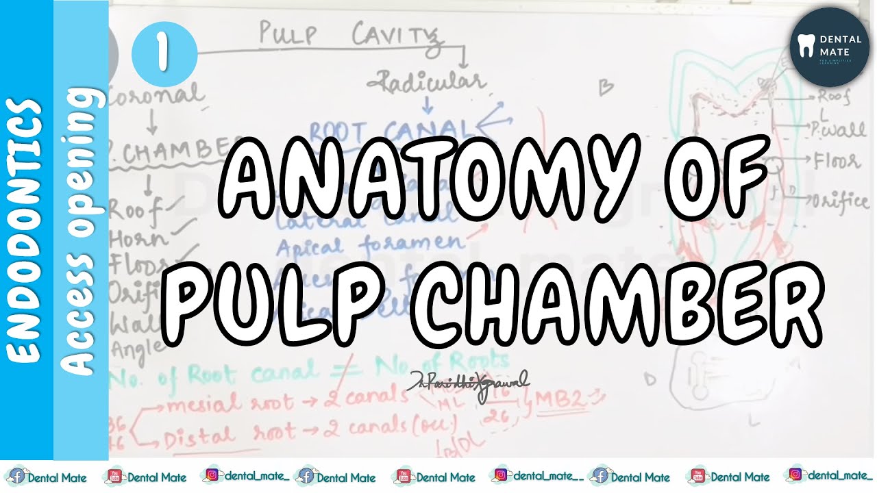 Anatomy of Pulp chamber and Root canal | Pulp cavity | Terminologies ...