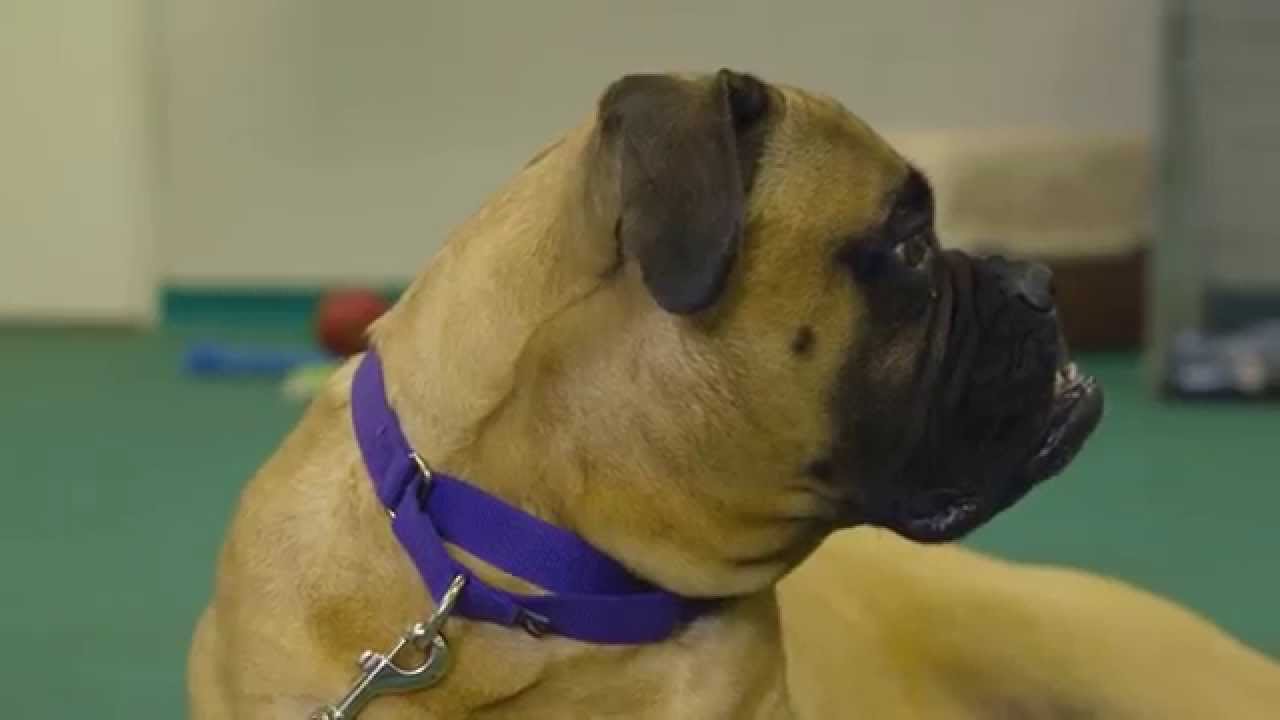 Possessive Behavior in Dogs - YouTube