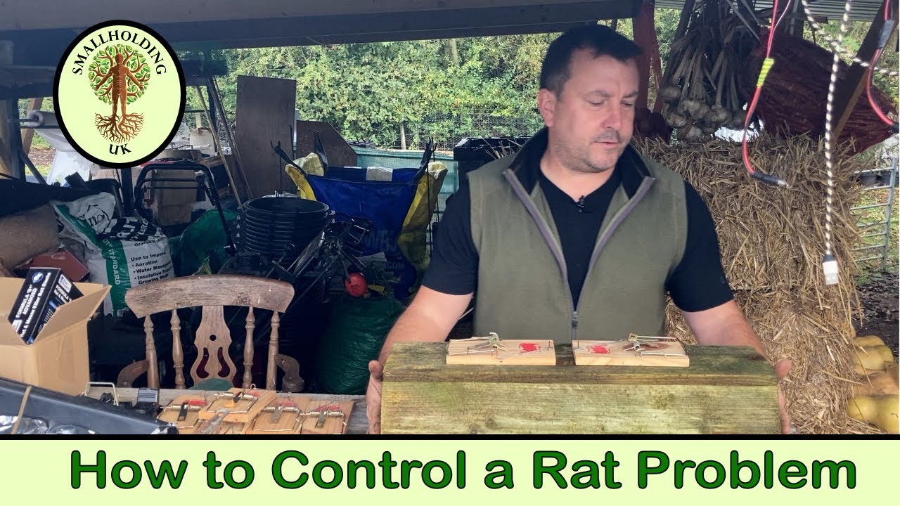 Rodent Control on the Smallholding - YouTube
