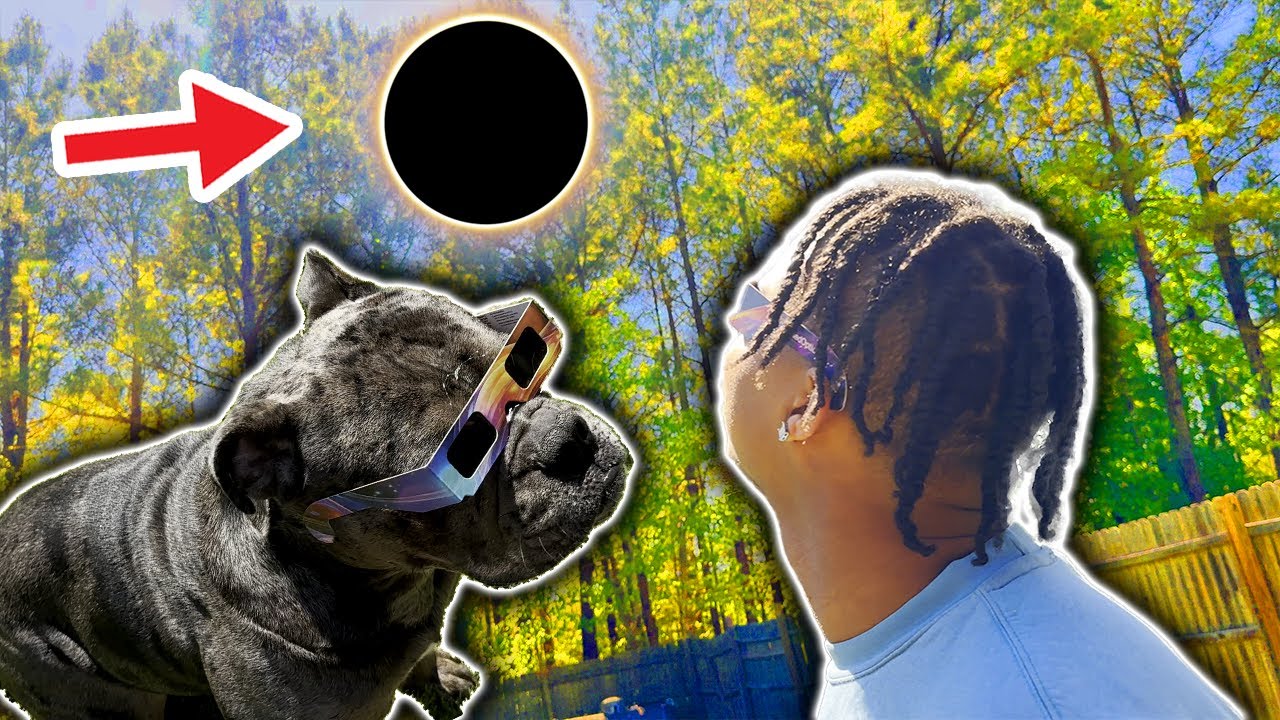 Taking My Dogs Out During The Solar Eclipse... *GONE WRONG* - YouTube