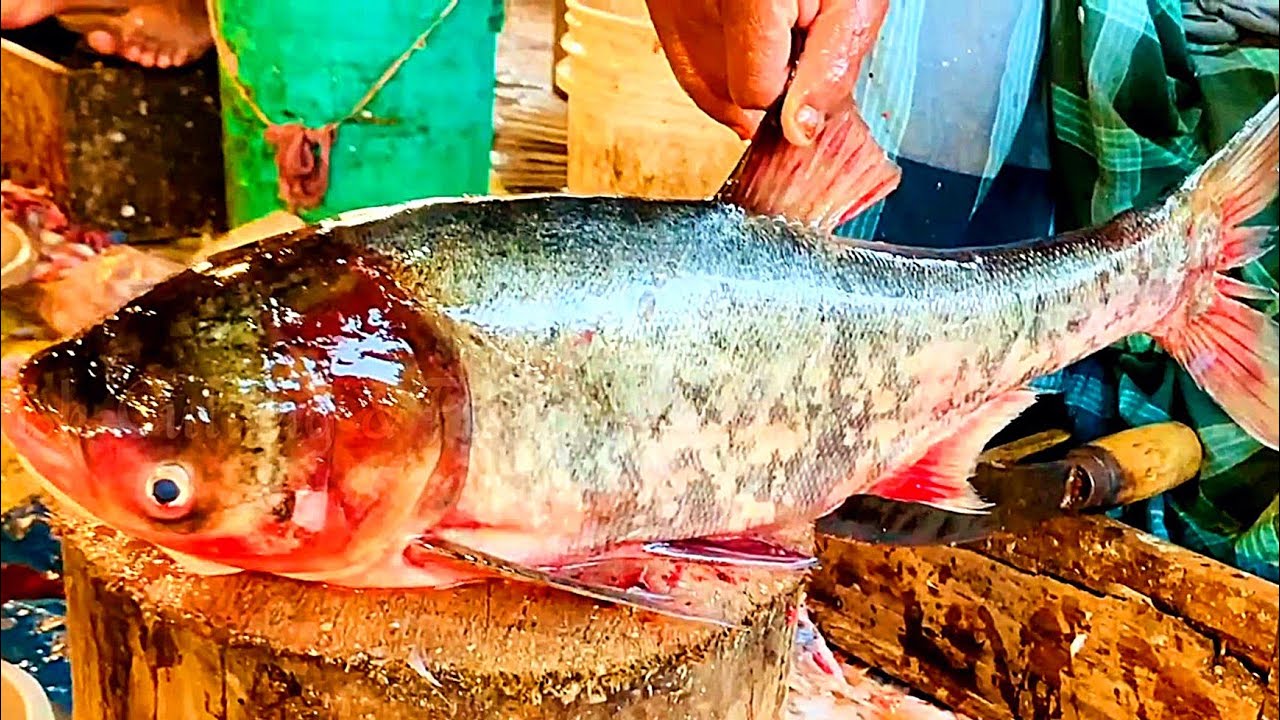 Alive Giant Silver Carp Fish Cutting Skills | Amazing Silver Carp Fish ...