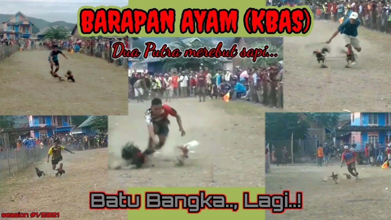 Desa Batu Bangka || Barapan Ayam (KBAS) - YouTube