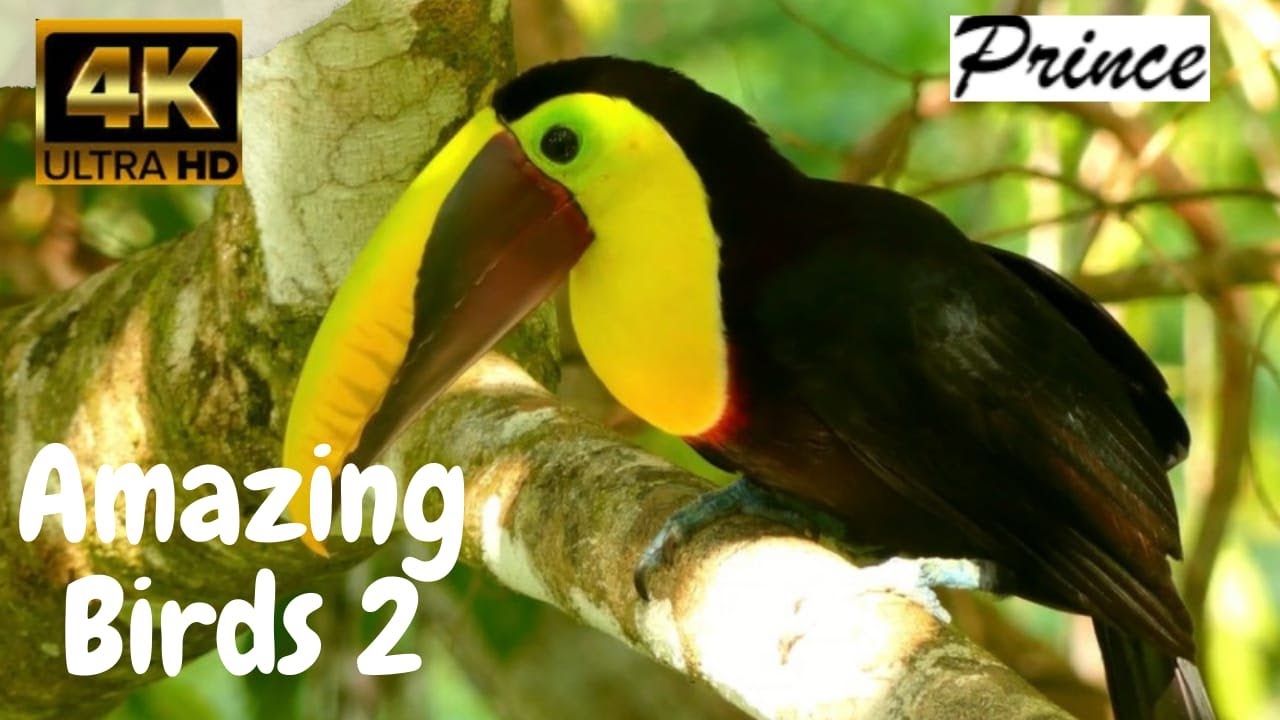 Amazing Birds|| Selected birds || Relaxing Music|| Beautiful Birds ...