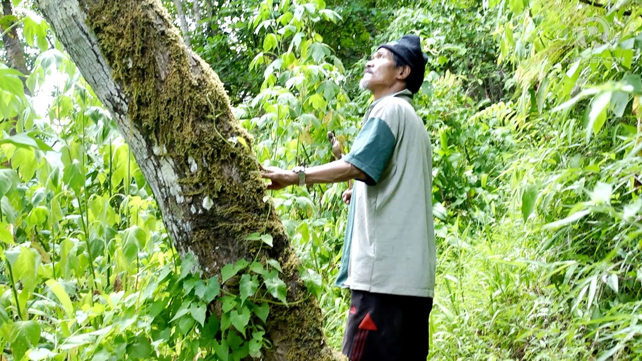 Ifugao farmer walks through his 'muyong' - YouTube