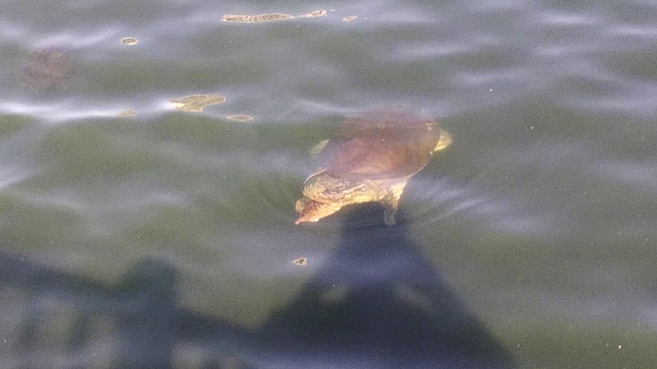 Snapping Turtles Lake Eola - YouTube