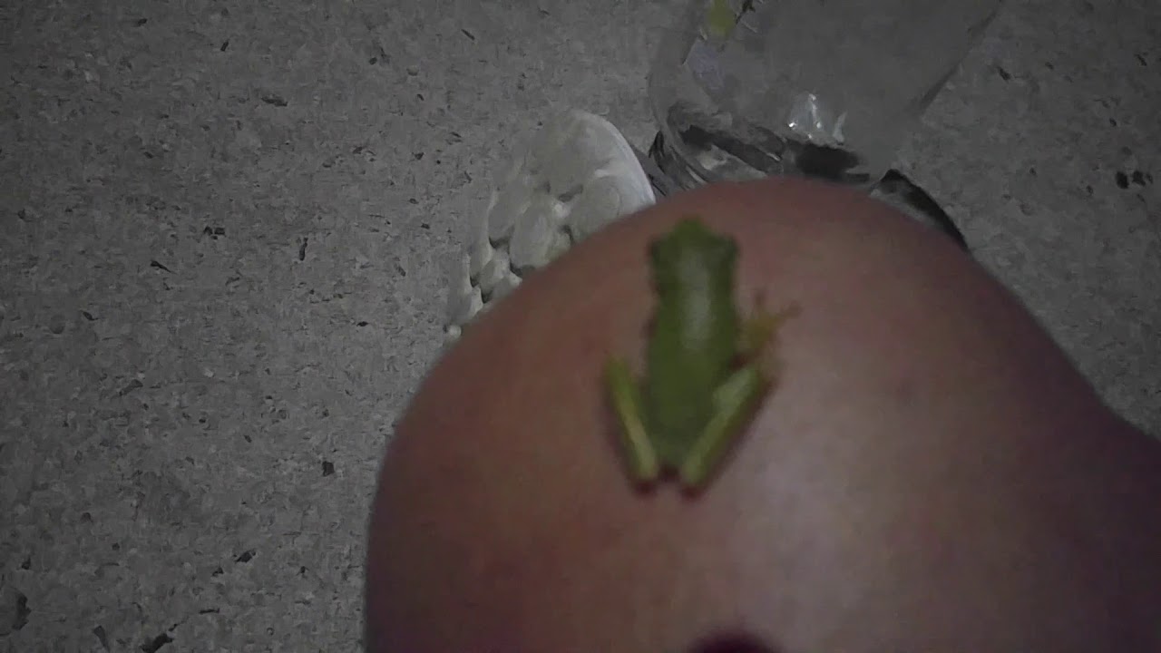 Baby tree frog. - YouTube