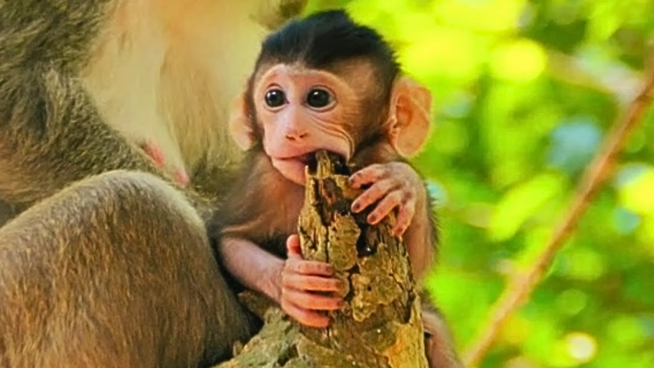 Really funny, sad little monkey, very hungry, trying to bite a tree ...