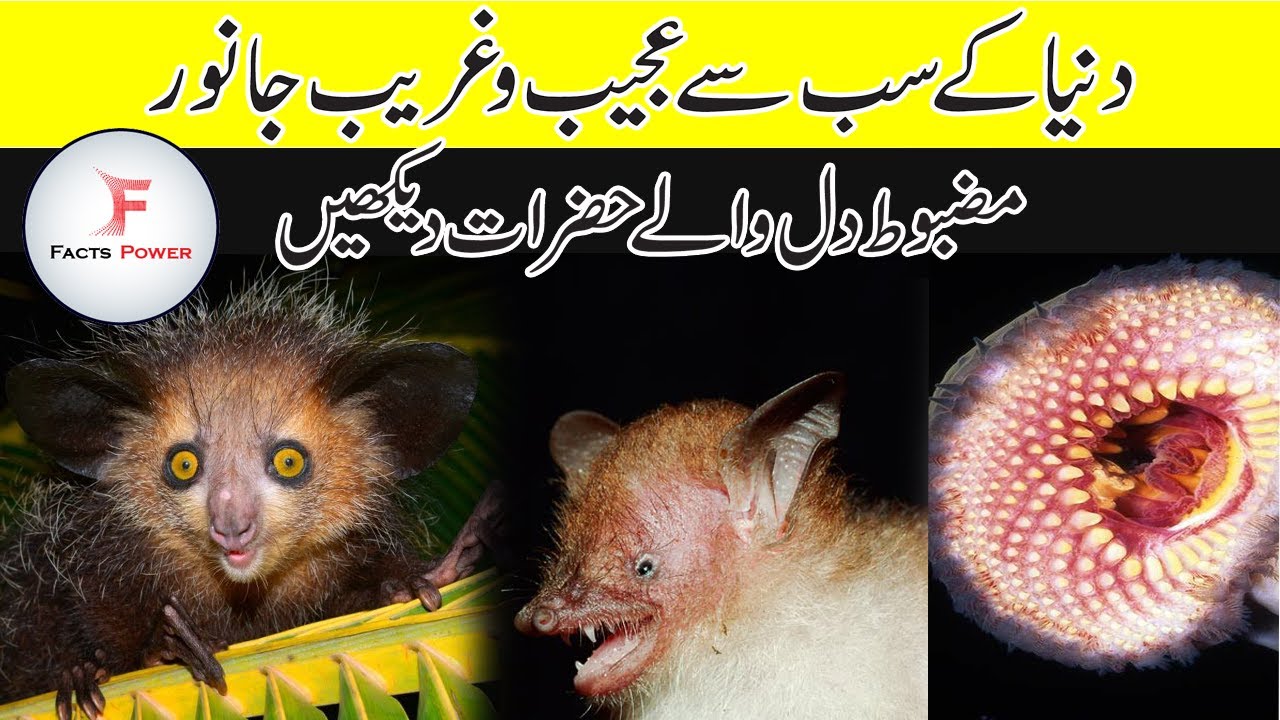 Top 10 Dangerous Animals | Ajeeb o Gareeb Janwar | Fact Power - YouTube