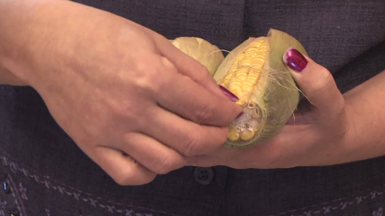 Gardening Lessons : How to Harvest & Store Corn - YouTube