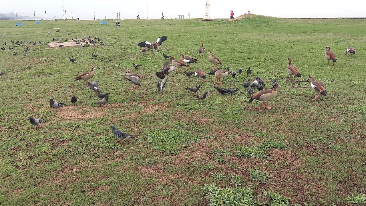 Bully goose towards pigeons & other geese! - YouTube