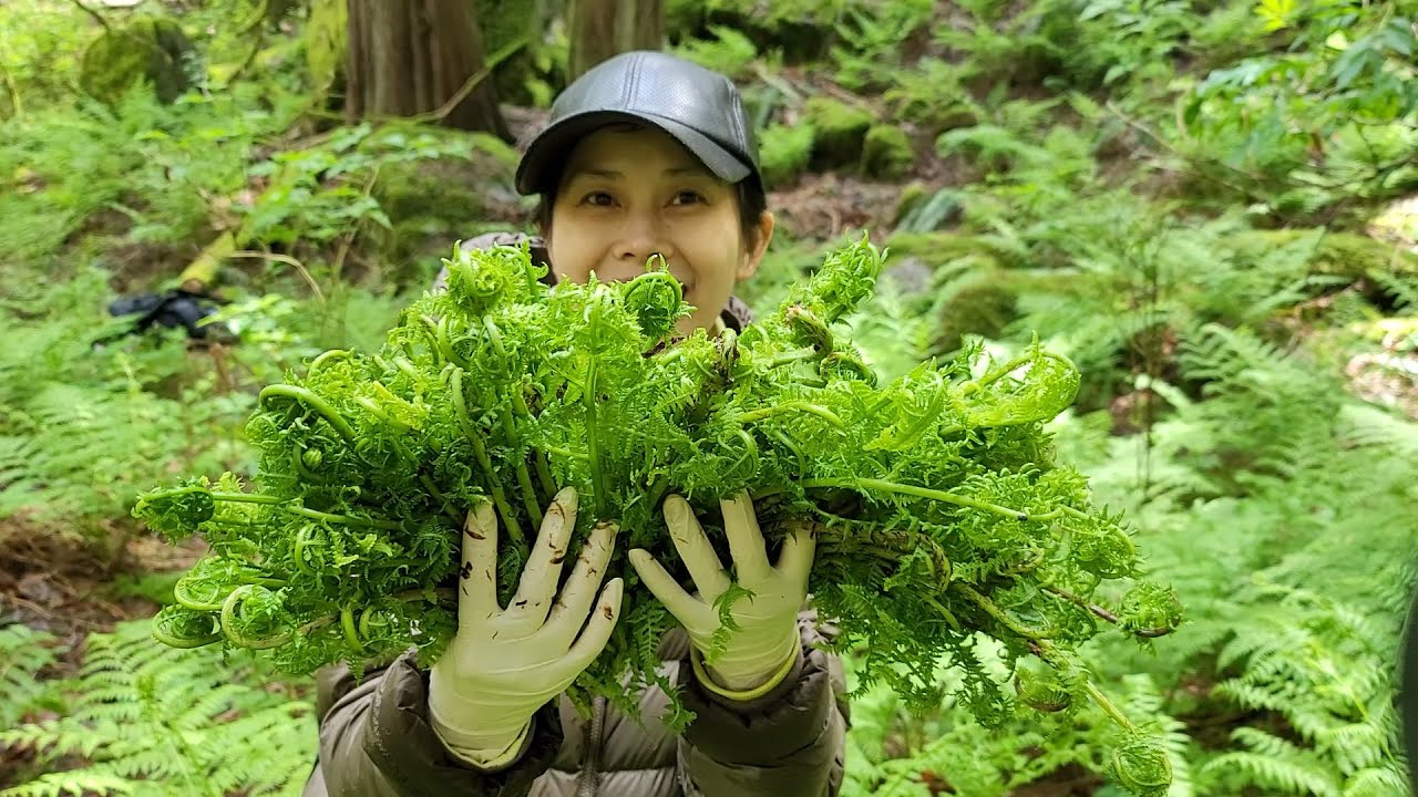 Vào Rùng Tìm Nấm Bao Tử Dê - Hái Rau Rừng Ngon Quá Chời Ngon ...