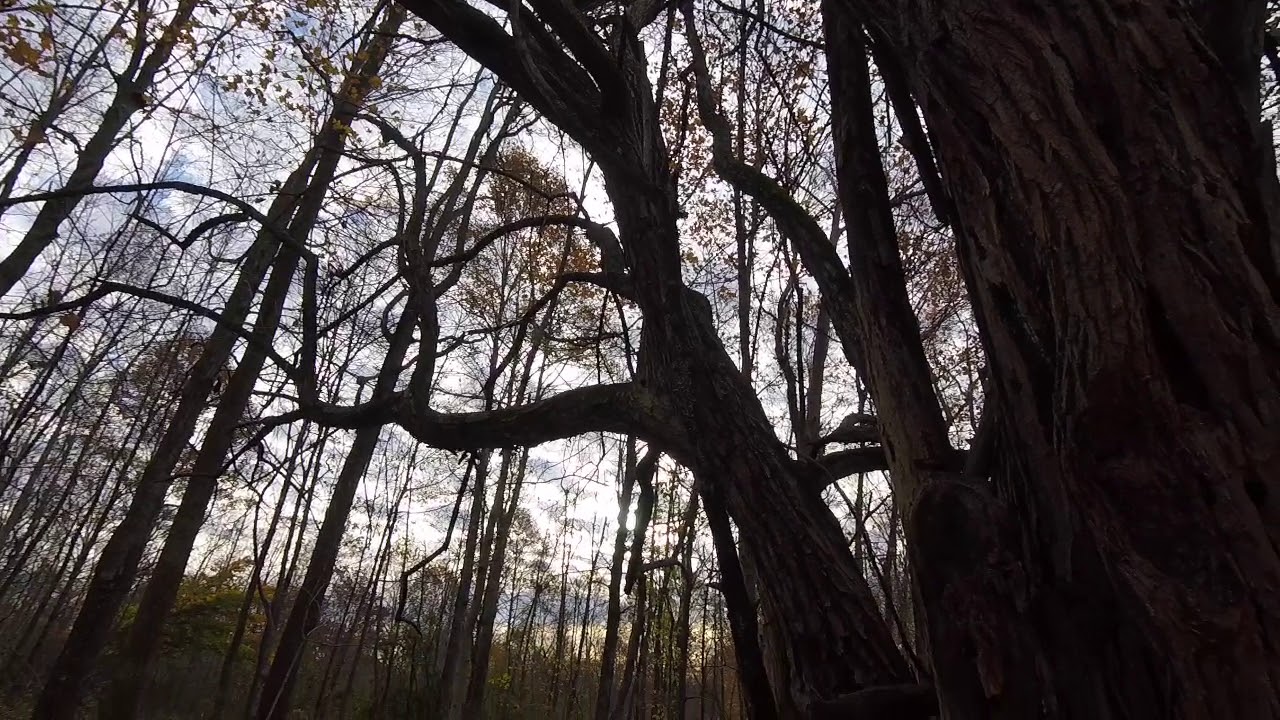 Cool Dead Tree and Evidence of Deer - YouTube
