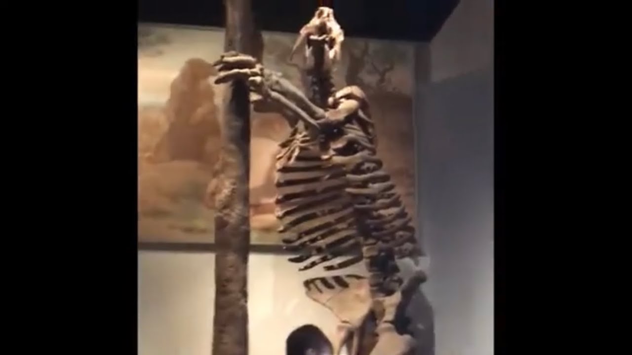 Meet the Buff Sloth #sloth #prehistoric #information - YouTube