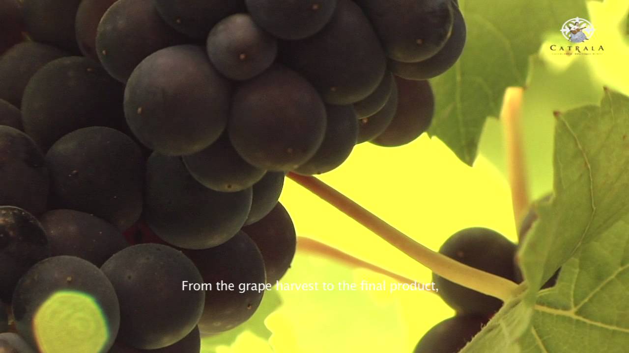 QR Pinot noir pack trad - YouTube