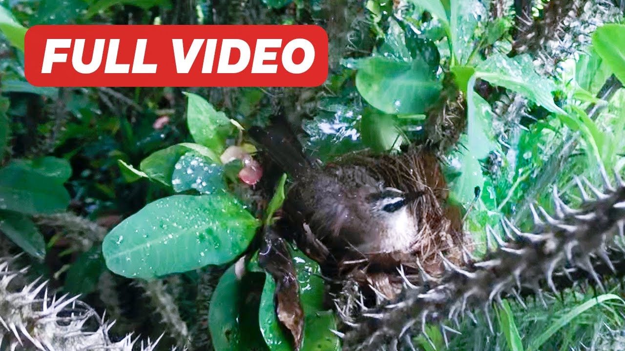 Parent Birds Using Thorn Plants to Protect and Hide a Nest (Full Video ...
